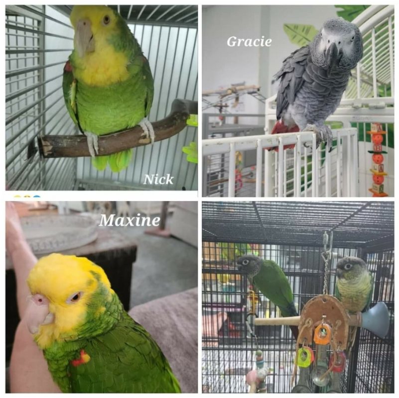 Punta Gorda bird rescue faces devastation after the theft of 28 birds ...