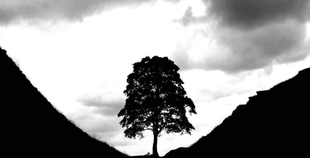 Famous Robin Hood Tree cut down by vandals – The Catalyst