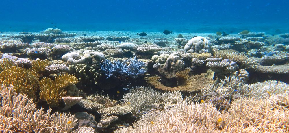Scientists discover ancient coral reefs in the Galapagos – The Catalyst